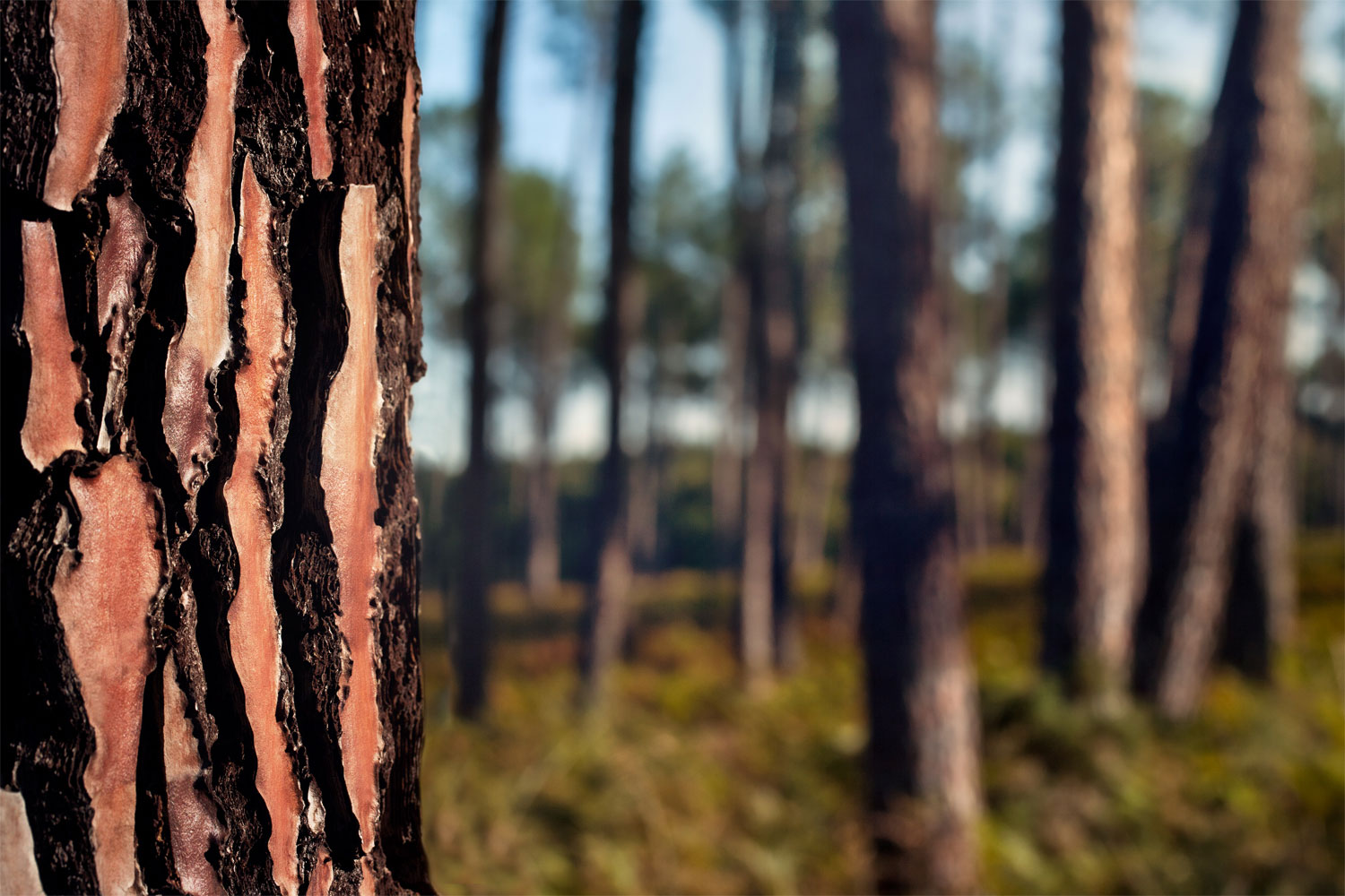 Le Pin des Landes : une chimie verte